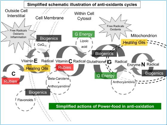 antioxidants-cycles – Energyforlife